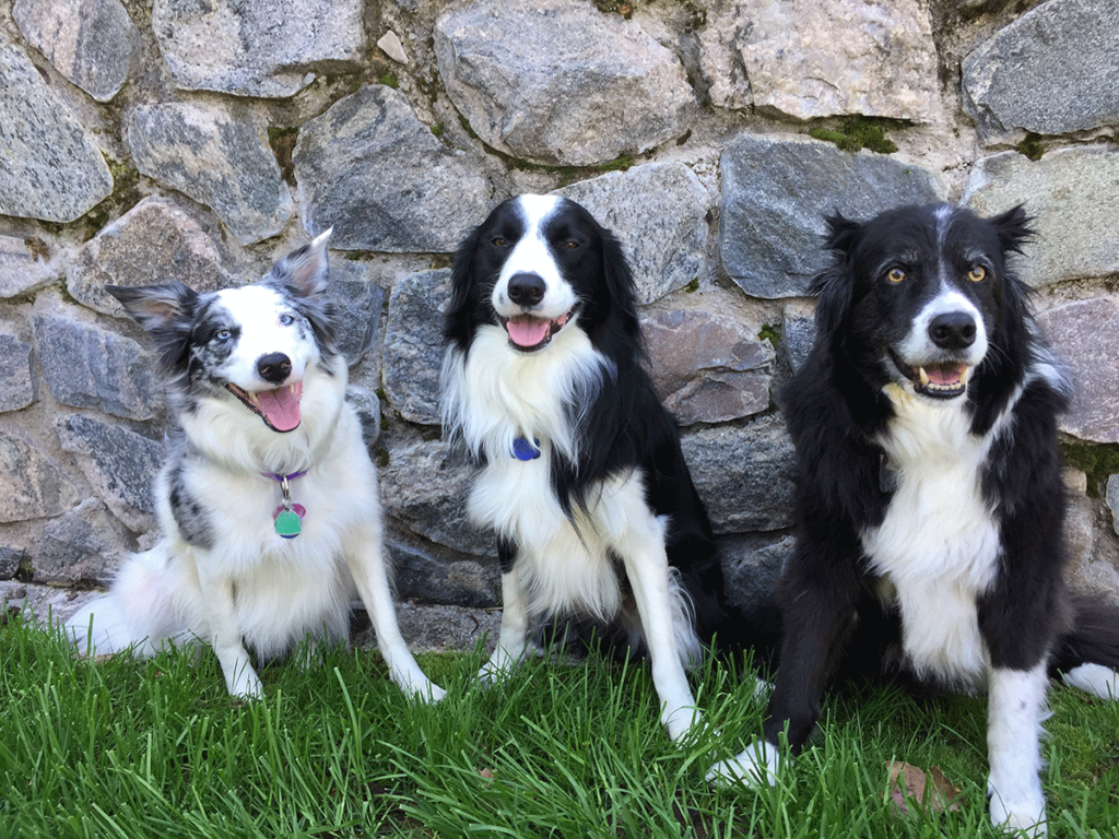 Great News! - Field Stone Border Collies